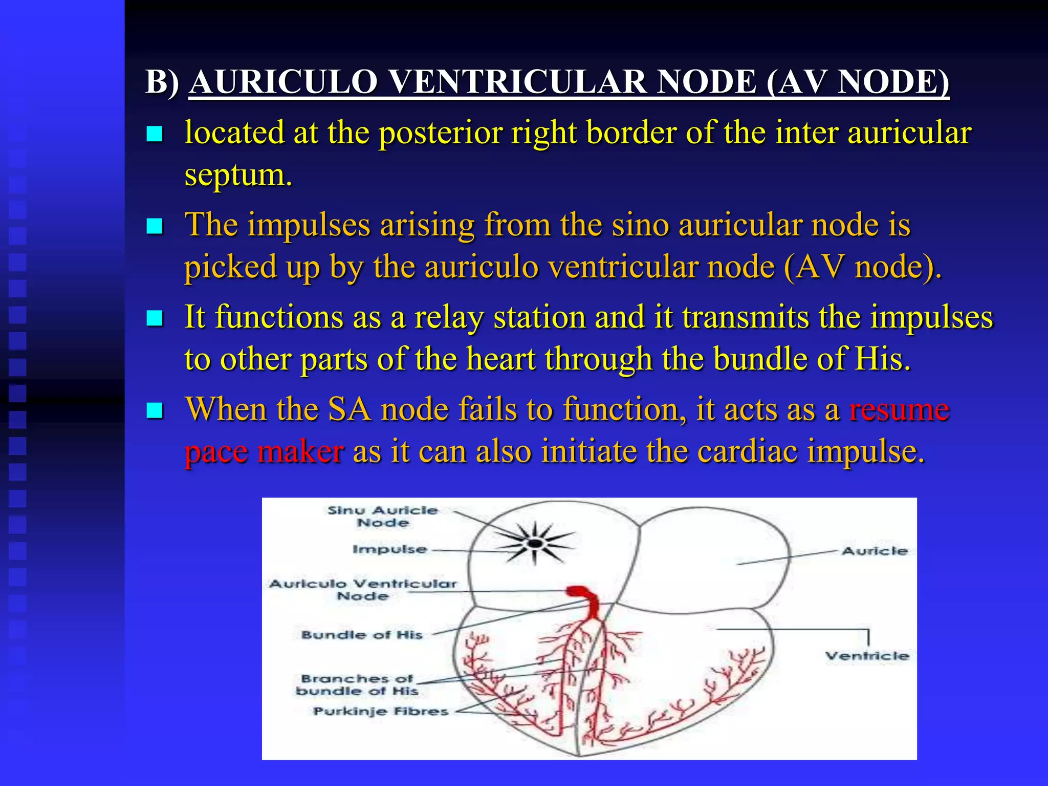 Pace maker tissues of the heart | PPT