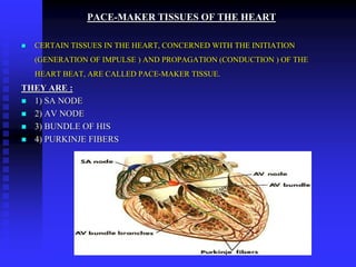 Pace maker tissues of the heart | PPT