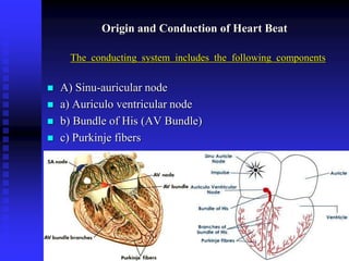 Pace maker tissues of the heart | PPT