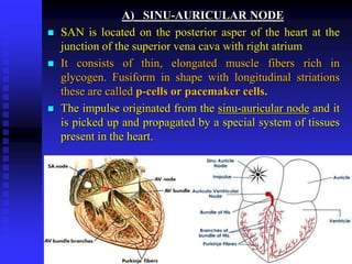 Pace maker tissues of the heart | PPT
