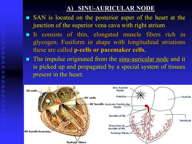Pace maker tissues of the heart | PPT | Heart and Cardiovascular ...