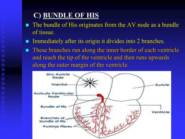 Pace maker tissues of the heart | PPT | Heart and Cardiovascular ...