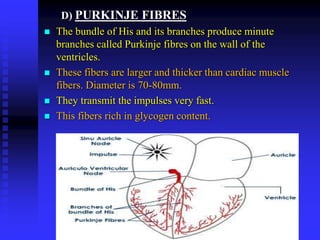 Pace maker tissues of the heart | PPT