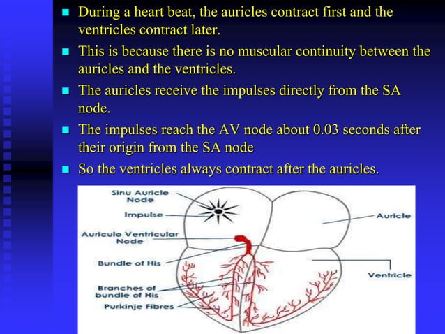 Pace maker tissues of the heart | PPT | Heart and Cardiovascular ...