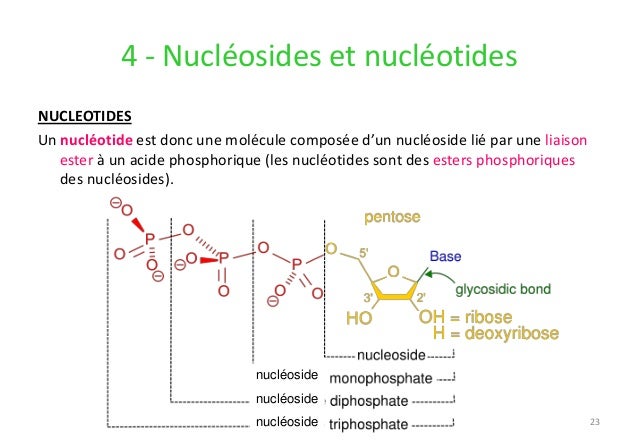 Paces Bio Mol Chap 1