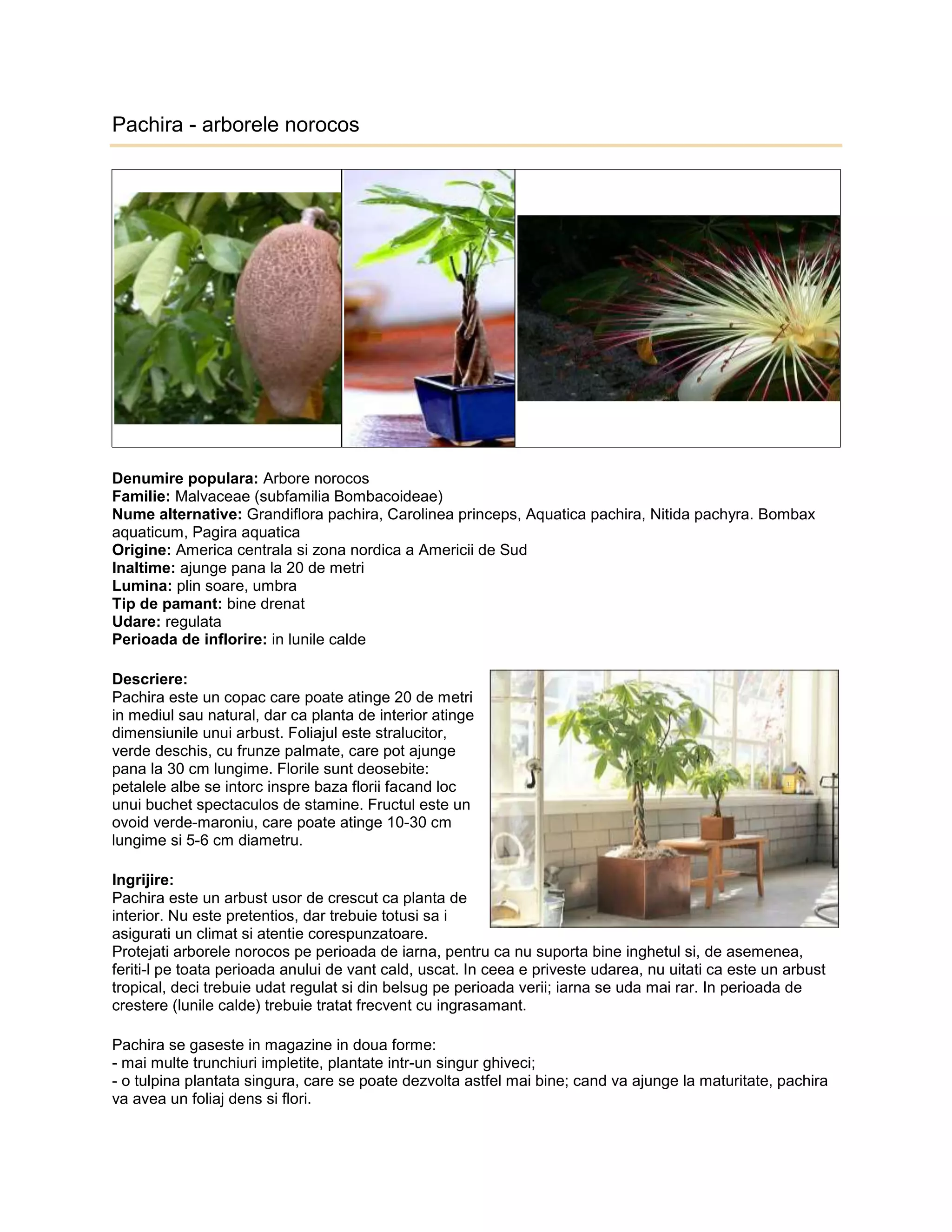 Pachira sau arborele norocos | DOCX