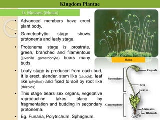 Chapter_3_Kingdom_Plantae.pptx