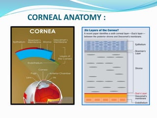 corneal Pachymetry | PPTX | Eye and Vision Conditions | Diseases and ...