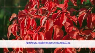 Αναρριχώμενα καλλωπιστικά φυτά | PPT