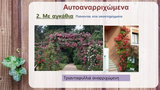 Αναρριχώμενα καλλωπιστικά φυτά | PPT