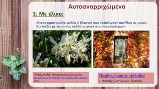 Αναρριχώμενα καλλωπιστικά φυτά | PPT