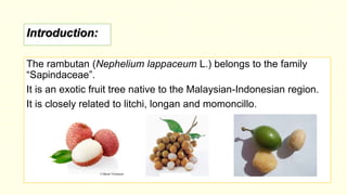 Package and practices of rambutan [autosaved] | PPTX