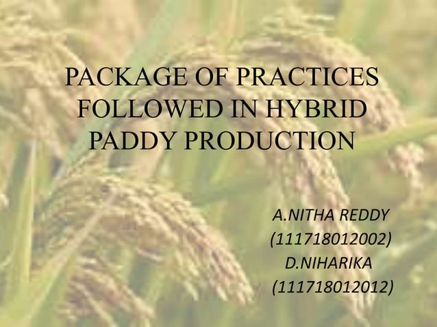 Package of practices_followed_in_hybrid_paddy_production | PPTX