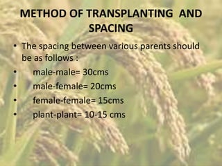 Package of practices_followed_in_hybrid_paddy_production | PPTX