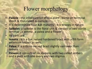 Package of practices_followed_in_hybrid_paddy_production | PPTX