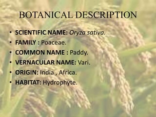 Package of practices_followed_in_hybrid_paddy_production | PPTX