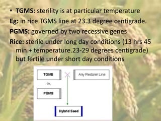 Package of practices_followed_in_hybrid_paddy_production | PPTX