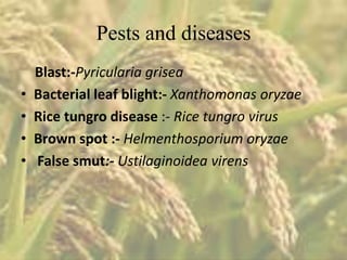 Package of practices_followed_in_hybrid_paddy_production | PPTX
