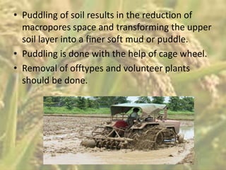 Package of practices_followed_in_hybrid_paddy_production | PPTX