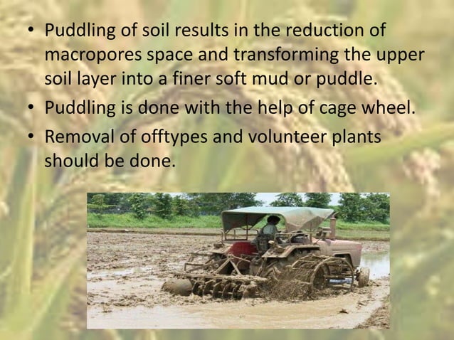 Package of practices_followed_in_hybrid_paddy_production | PPTX