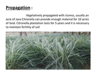 Package of practices for cultivation of citronella | PPTX