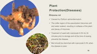 Package of Practices for Turmeric.pptx