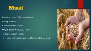 Package of practices for wheat crop | PPTX