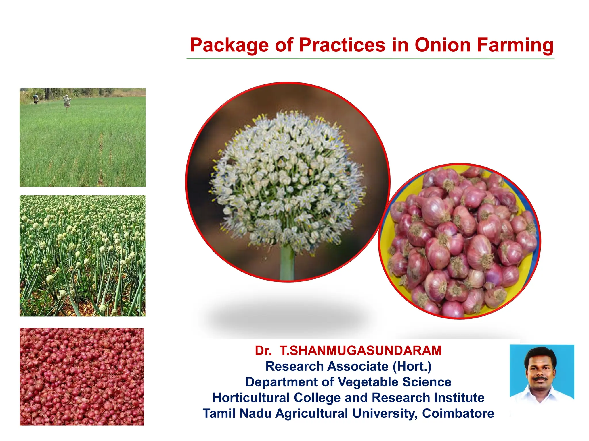 Package of Practices in Onion Farming.pdf