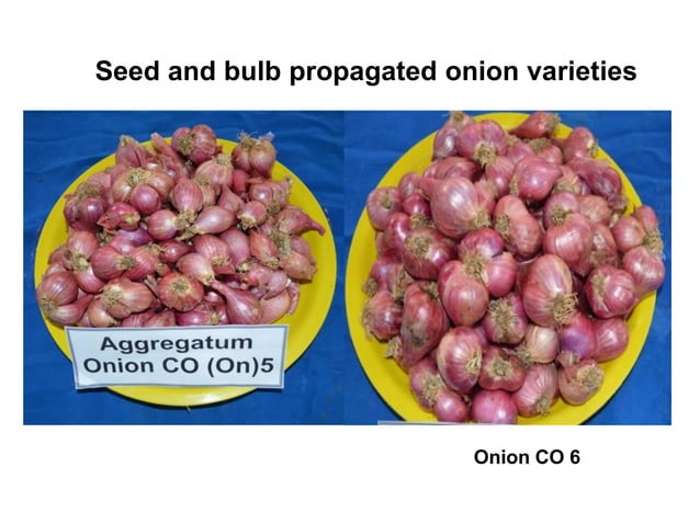 Package of Practices in Onion Farming.pdf | Free Download