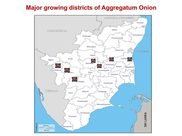 Package of Practices in Onion Farming.pdf