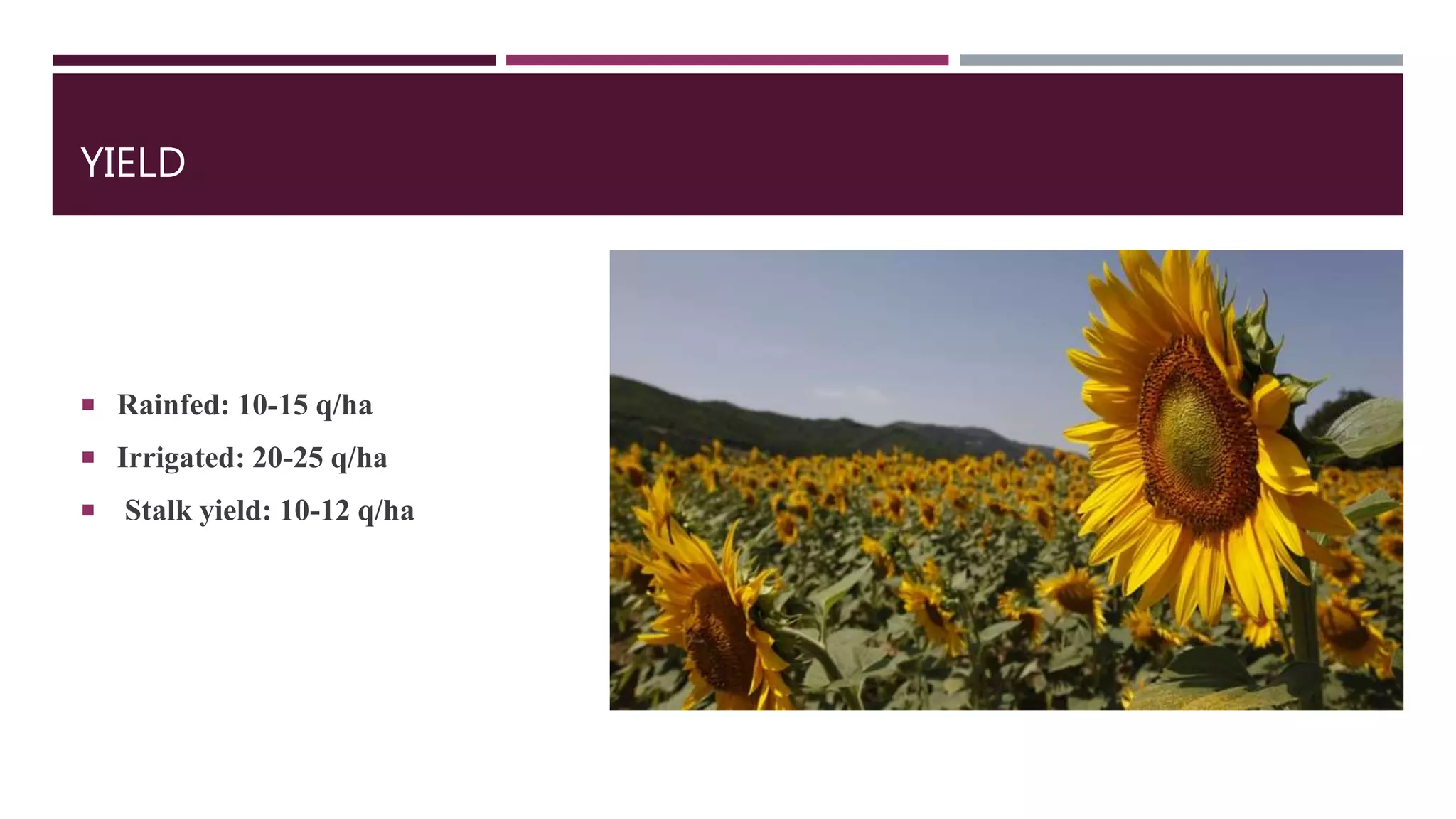 Package of Practices of Sunflower.pptx