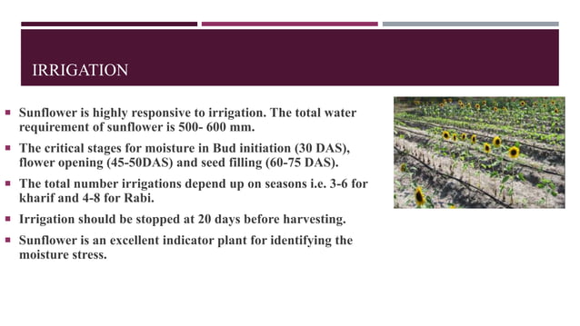 Package of Practices of Sunflower.pptx | Agriculture | Industries