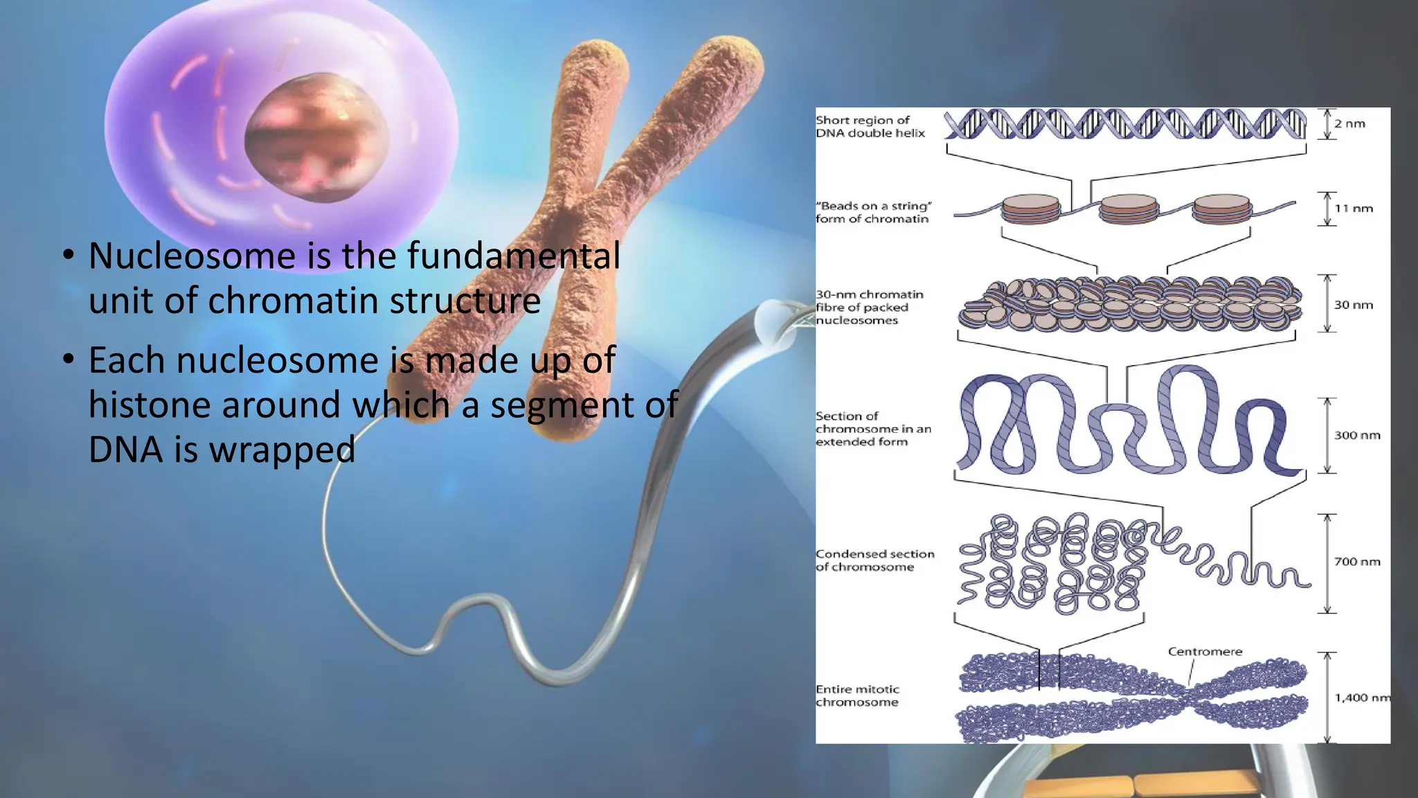 Packaging DNA into chromosome.pdf