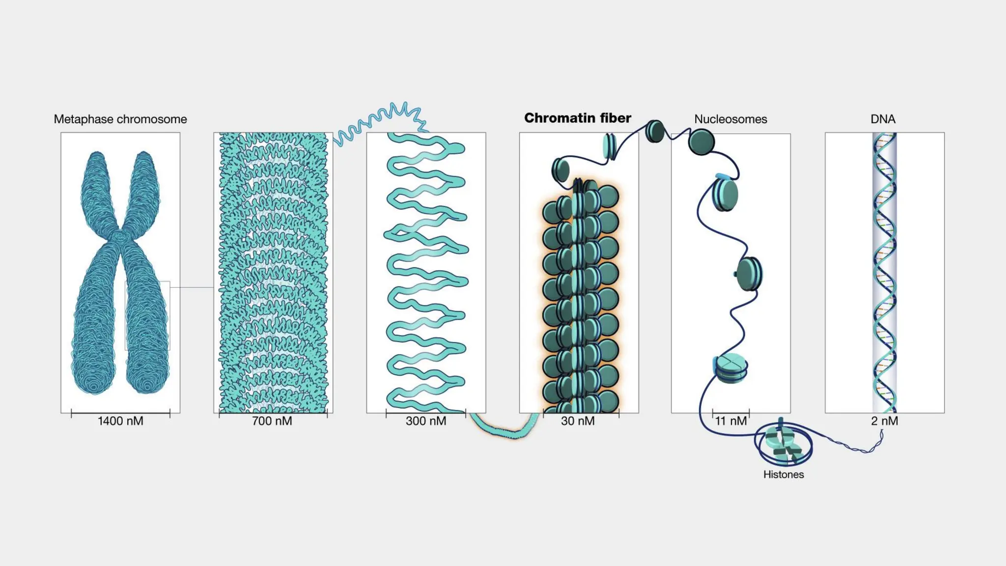 Packaging DNA into chromosome.pdf