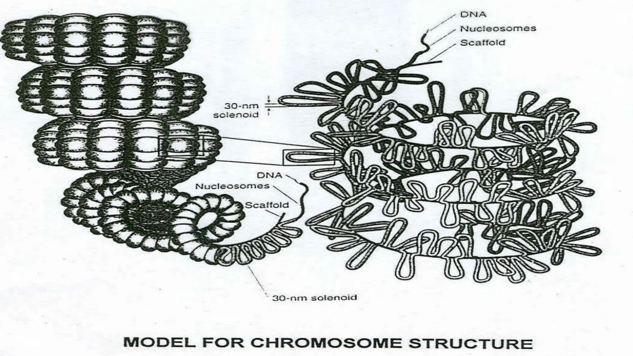 Packaging Dna Into Chromosome Pdf