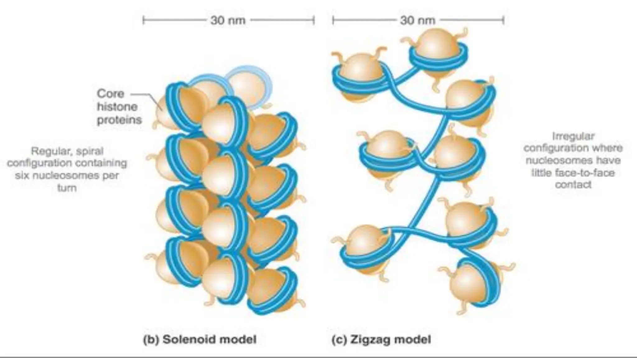 Packaging DNA into chromosome.pdf