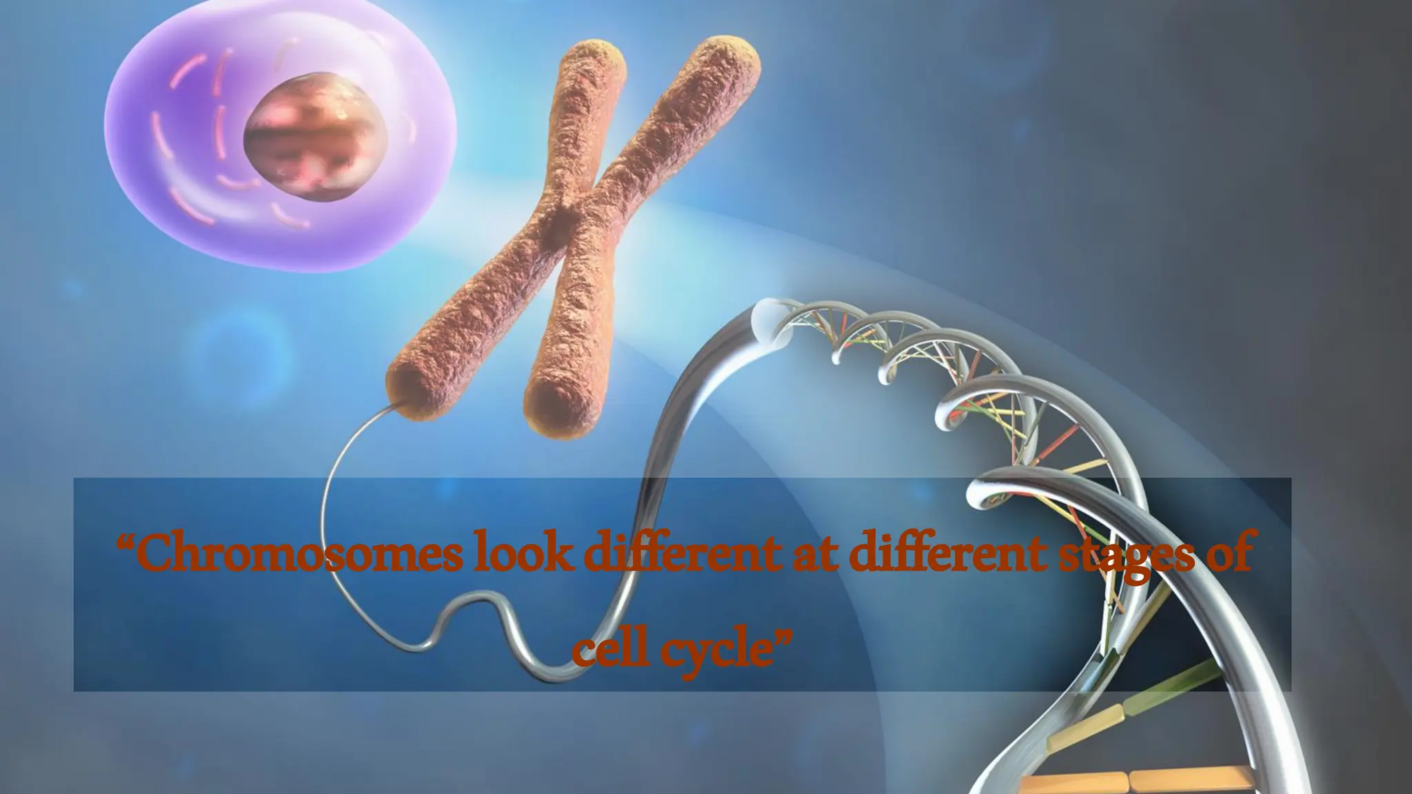Packaging DNA into chromosome.pdf