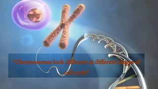 Packaging DNA into chromosome.pdf