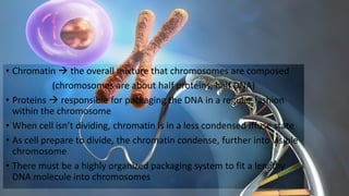 Packaging DNA into chromosome.pdf