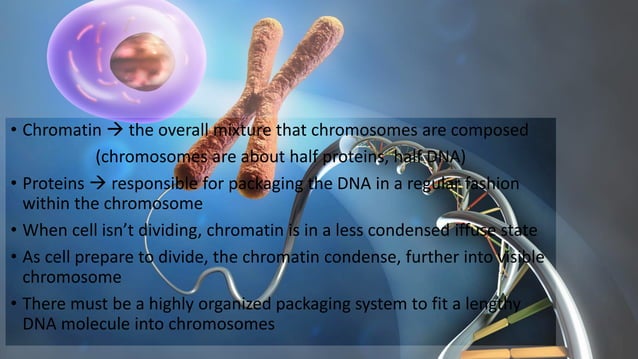 Packaging DNA into chromosome.pdf