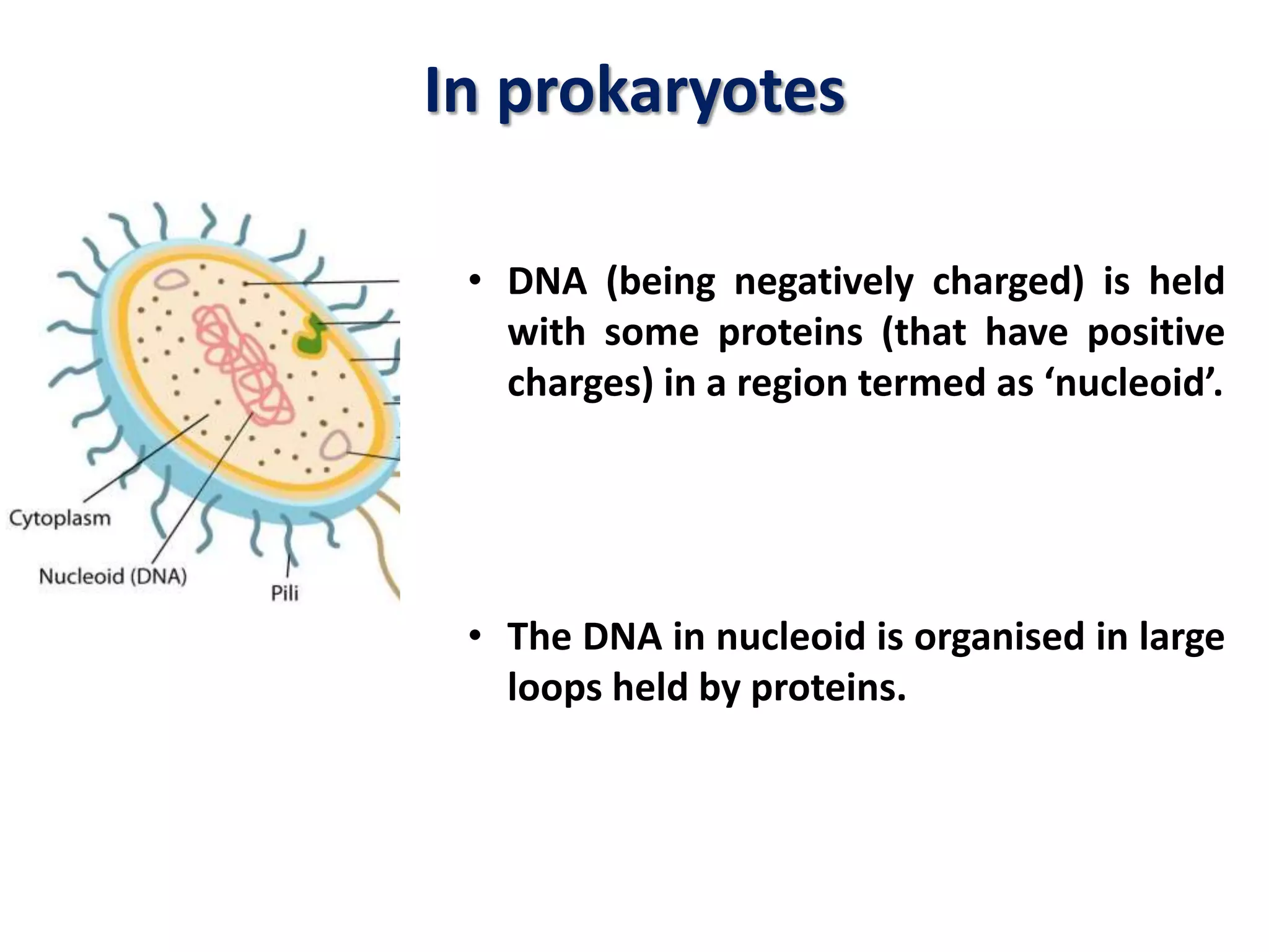 Packaging of DNA helix... | PPTX