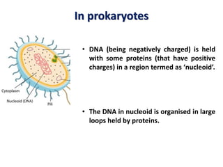 Packaging of DNA helix... | PPTX