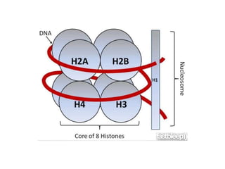 Packaging of DNA helix... | PPTX