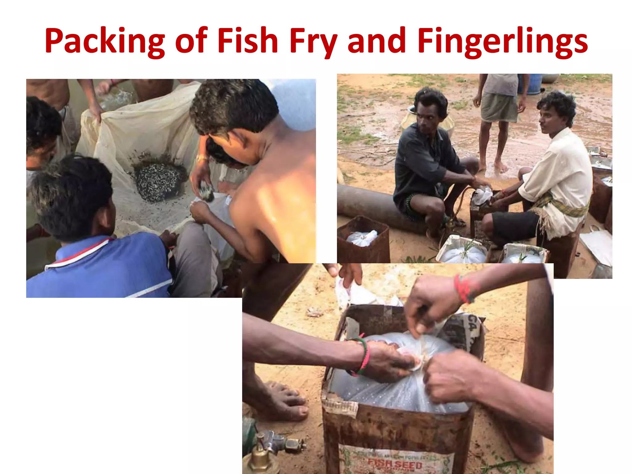 Packaging of fish and fishery products | PPTX