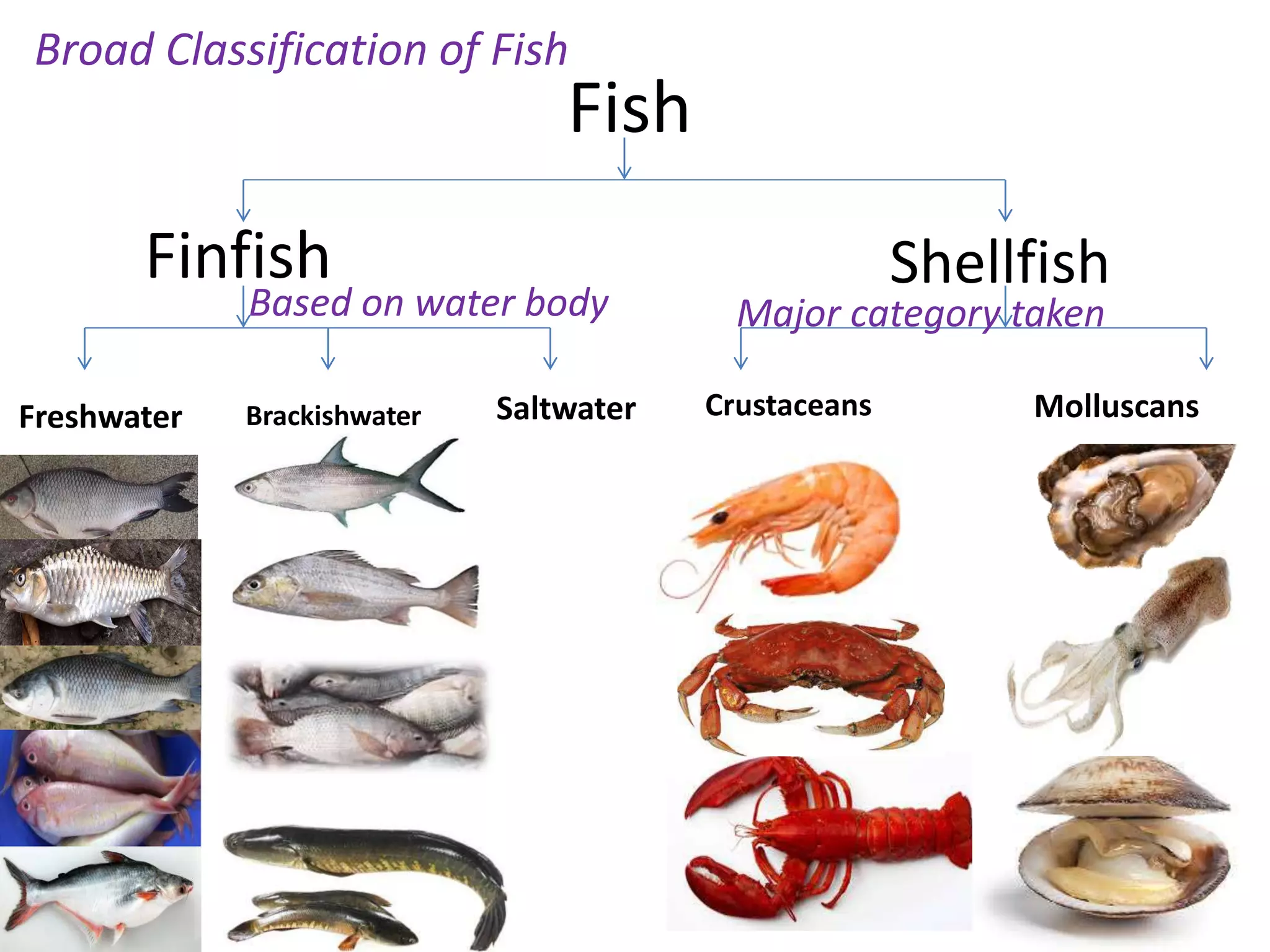 Packaging of fish and fishery products | PPTX