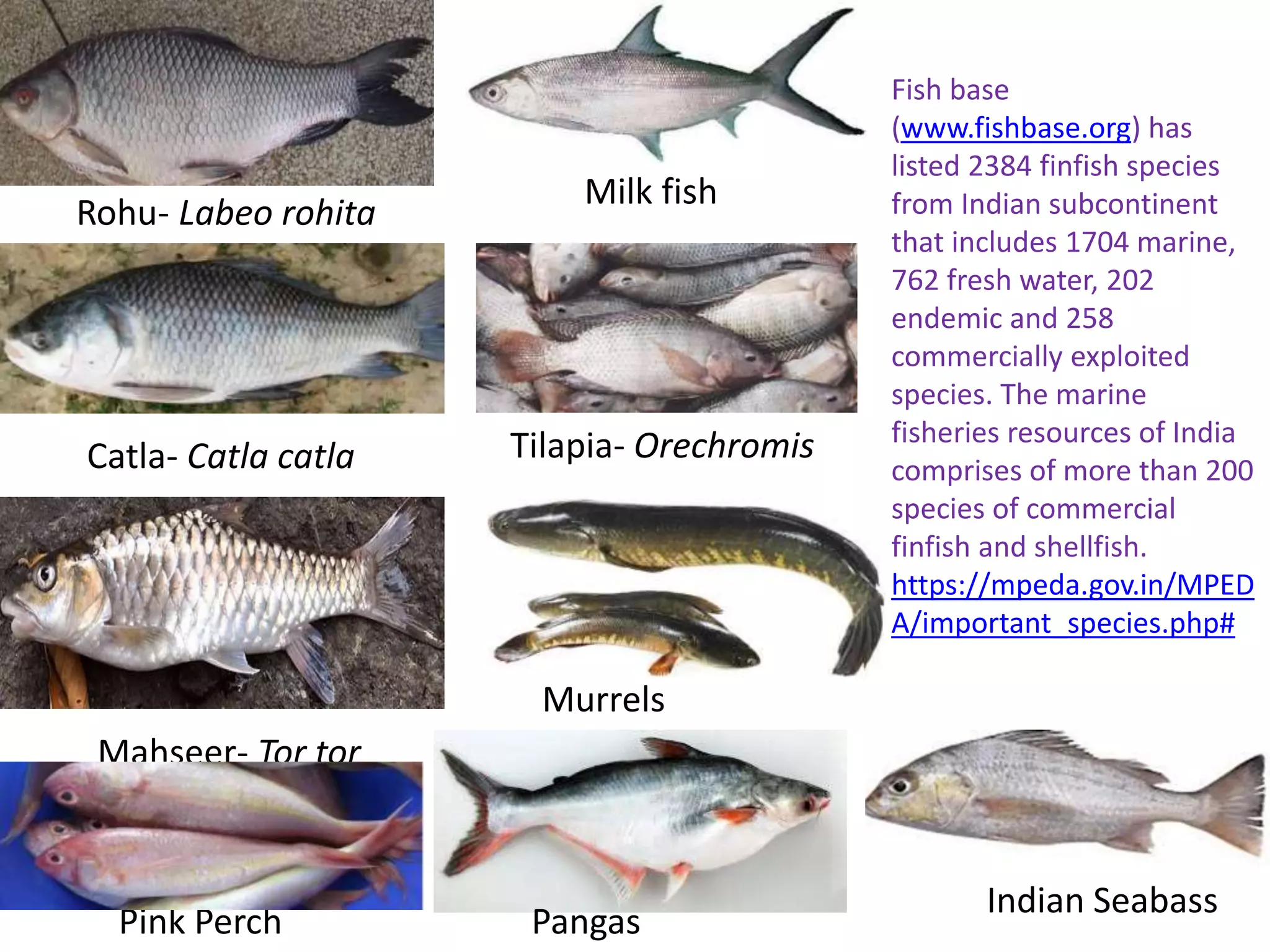Packaging of fish and fishery products | PPTX