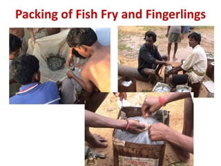 Packaging of fish and fishery products | PPTX