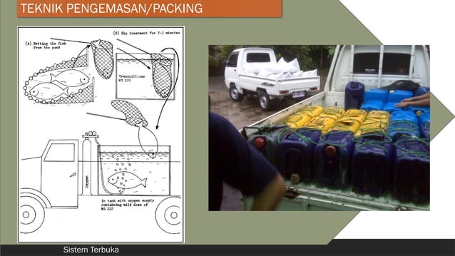 PACKING IKAN pada mata pelajaran agribisnis | PPTX