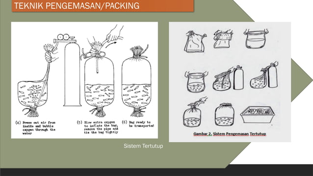 PACKING IKAN pada mata pelajaran agribisnis | PPTX