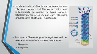 Paclitaxel | PPT